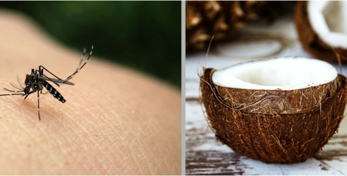 Óleo de coco: Fácil de preparar em casa e ótimo repelente natural ...